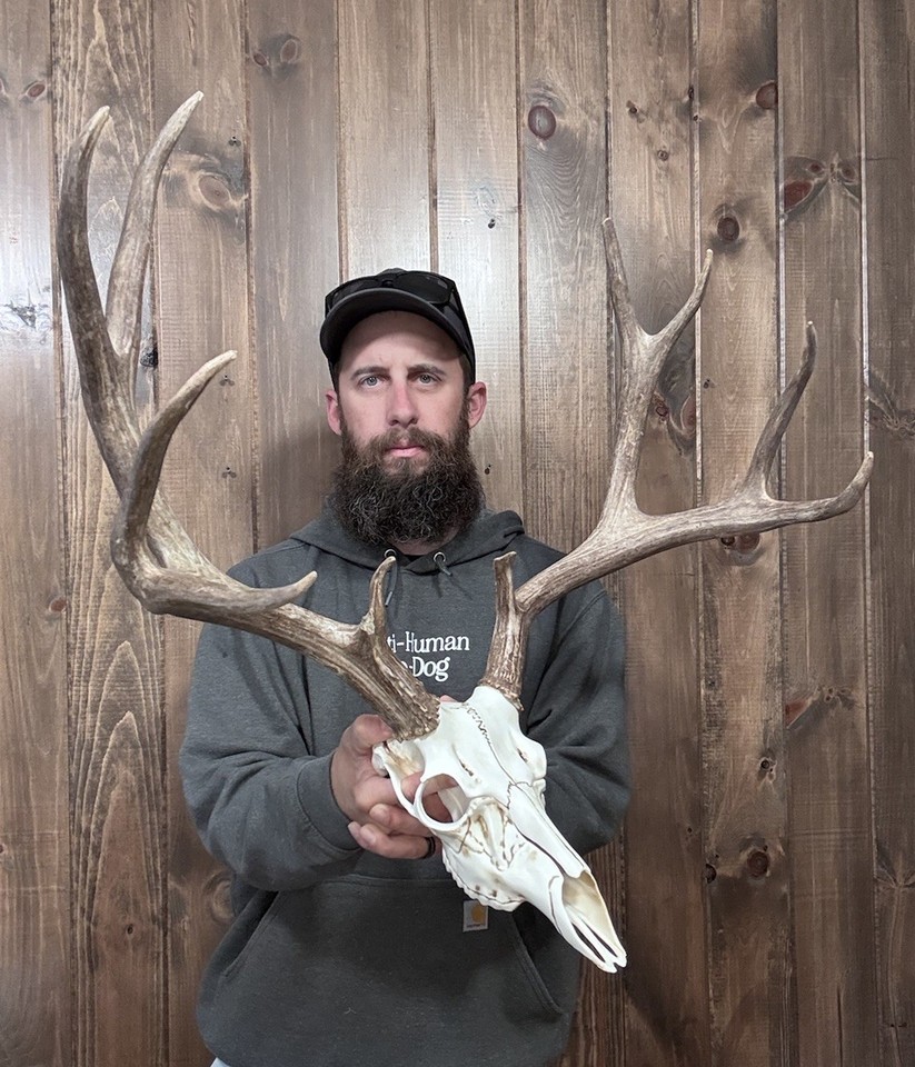 Dark Perfect 5x5 Mule Deer Antler Horn Fake Skull Mount Taxidermy Rack ...