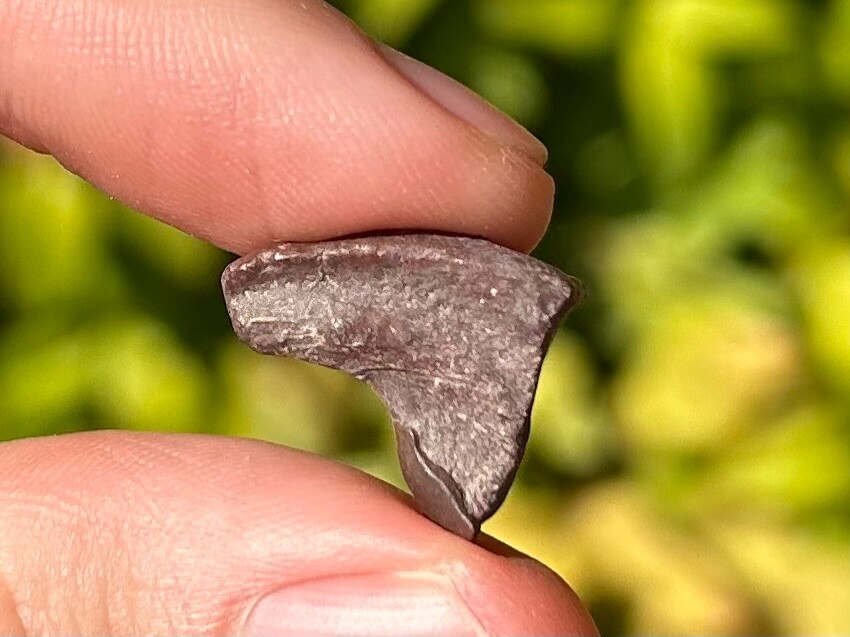 Theropod Dinosaur Claw Fossil from Niger Dino Bones Kryptops ...