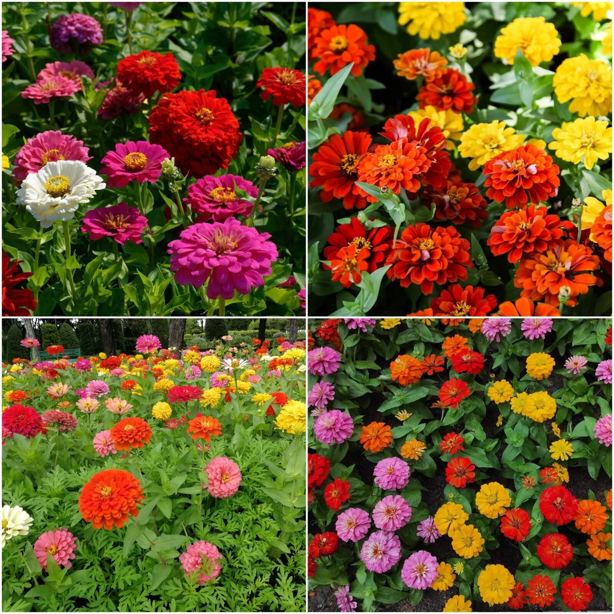 Types Of Zinnia Flowers
