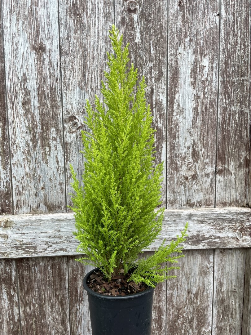 Monterey cypress 'Wilma' | Lemon Scented Golden Conifer Tree 40cm 🇬🇧 UK ...