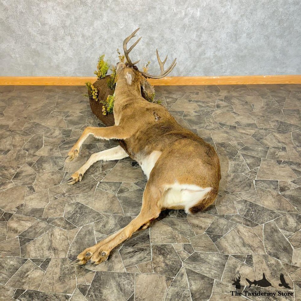 #28910 E | Dead Mount Deer Life-Size Taxidermy Mount For Sale | eBay