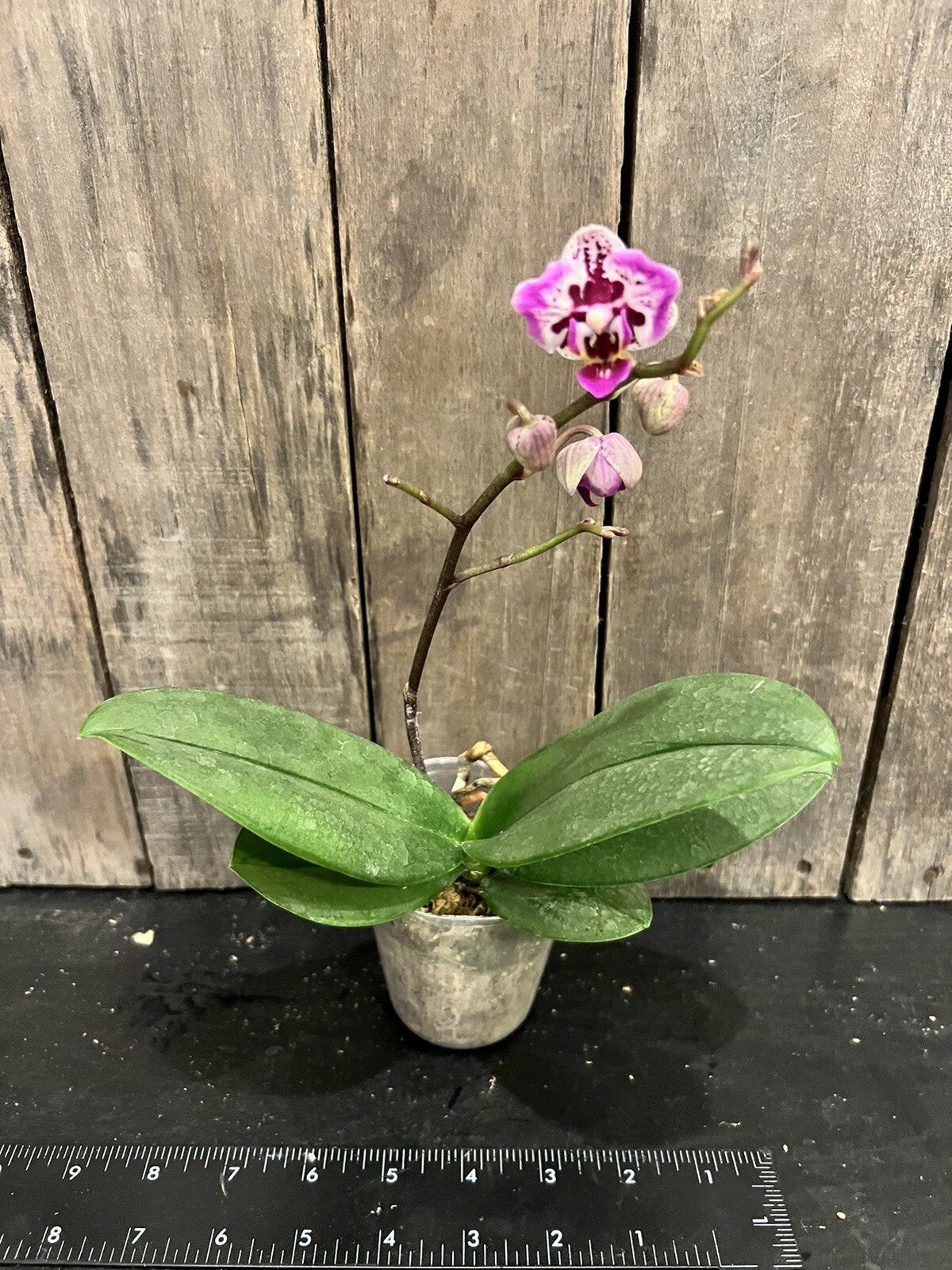 Phal. Formosa Cranberry ‘Wilson’, Blooming Size, Perloric, FREE ...