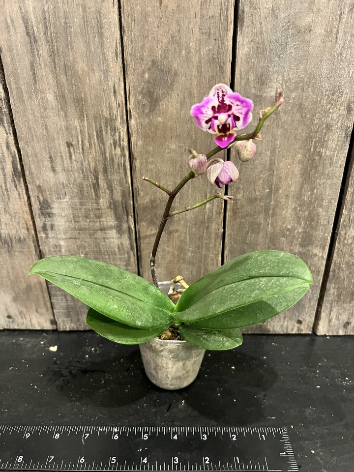 Phal. Formosa Cranberry ‘Wilson’, Blooming Size, Perloric, FREE ...