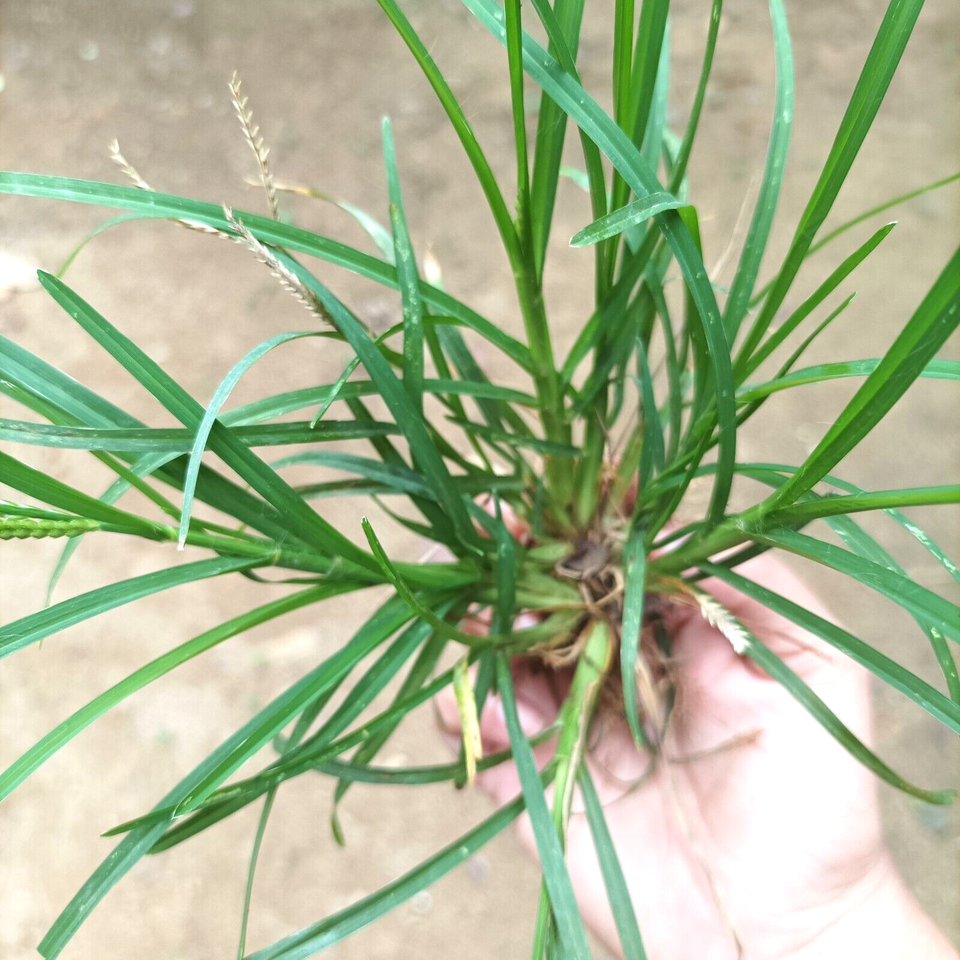 Ayurvedic Dry Paragis Plant 2oz Eleusine Indica Goosegrass Family ...