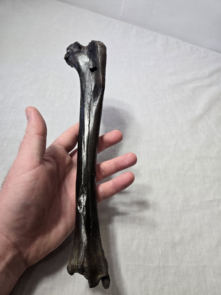 White Tailed Deer Tibia Bone Fossil, Back Leg Bone, Florida, Ice Age Mammal | eBay