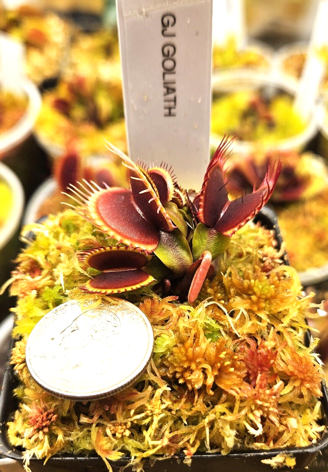 GIANT! Venus Flytrap "GJ GOLIATH" Small Potted Clone & Live Sphagnum Top Dress | eBay
