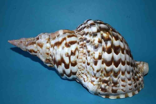 SEA SHELL - RANELLIDAE CHARONIA TRITONIS - 241. 30mm | eBay