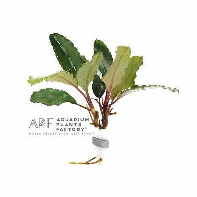 Bucephalandra Super Blue | Buce Aquarium Plants Factory® | eBay