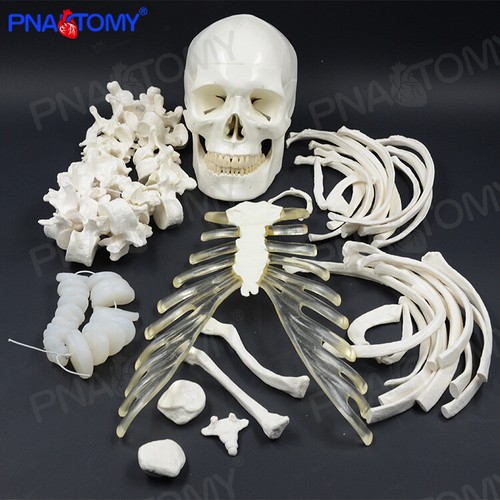 170cm Human Skeleton Model Scattered bones Medical teaching Orthopedic ...