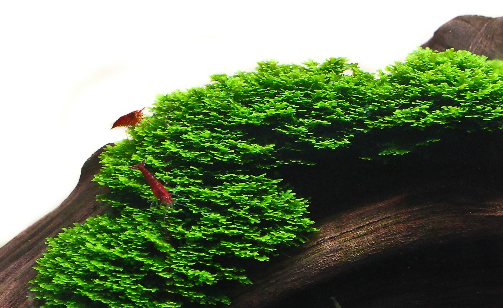 Mini Pellia aka Coral Moss 2" x 2" Riccardia chamedryfolia | eBay