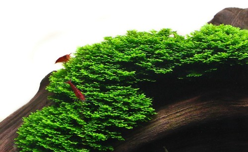 Mini Pellia aka Coral Moss 2" x 2" Riccardia chamedryfolia | eBay