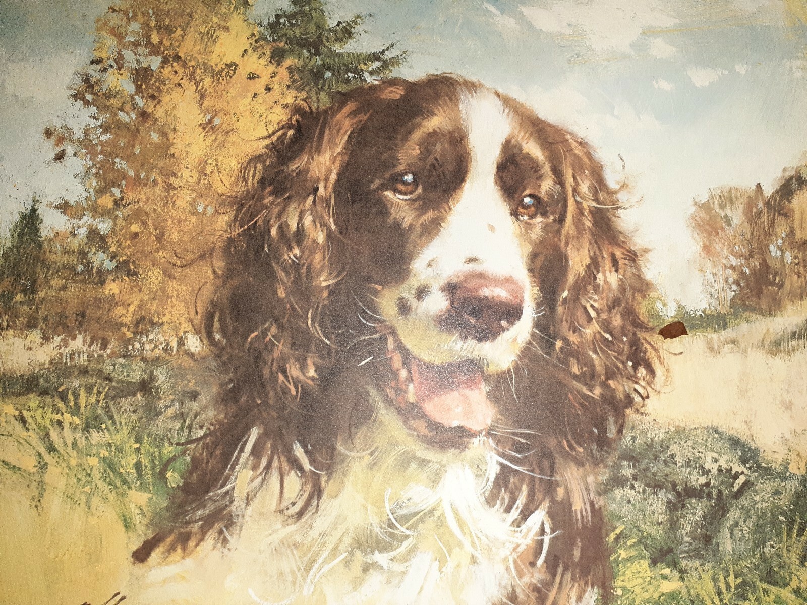 Robert Abbett "Springer Spaniel' Signed 1981 by Sportsman's Edge. 16 1/ ...