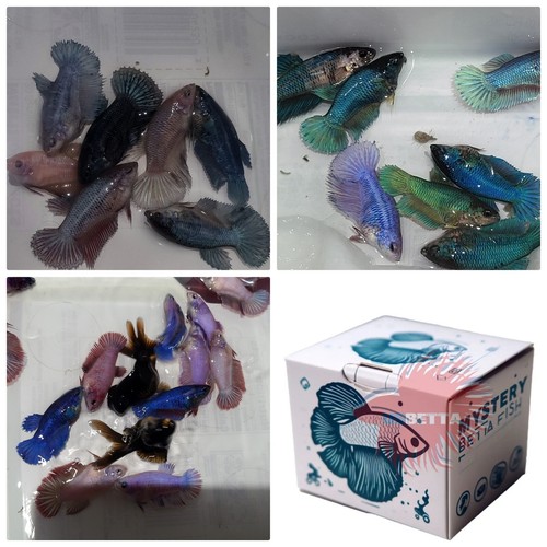 Betta Fish Live Female (2 Pack)( It Could Be Any Of These Bettas It's A ...