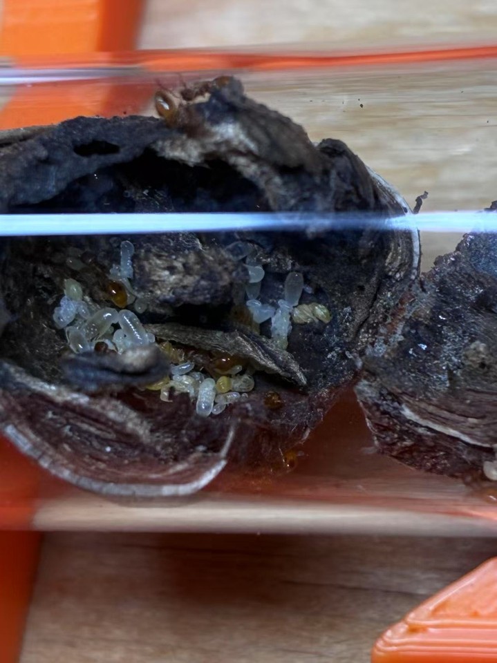 Temnothorax Curvispinosis (Acorn Ant) 2-3Q Colony: *Reptile Feeder* | eBay