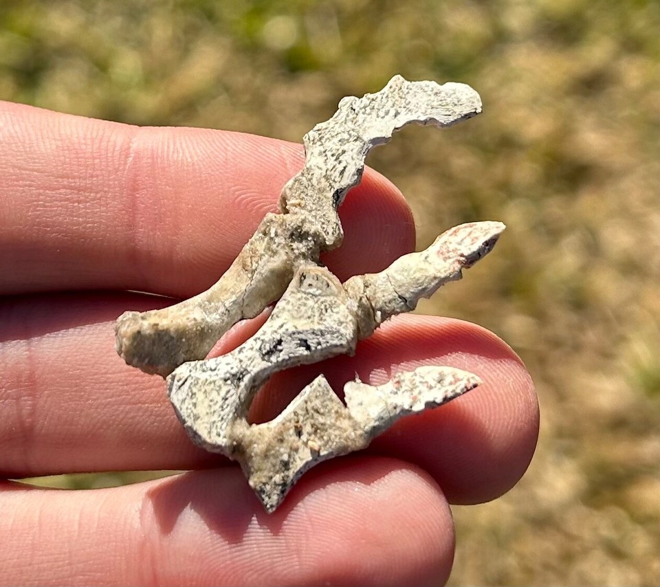 RARE Fossil Psittacosaurus Dinosaur Finger Bones China Yixian Fm ...