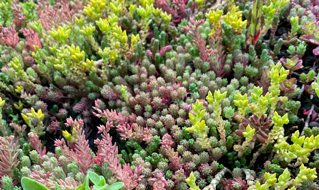 Sedum stonecrop seeds 50+ mix | eBay