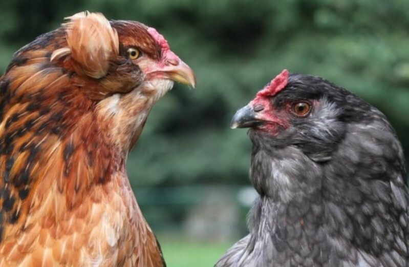 12) Fertilized Araucana chicken Hatching Eggs. Blue Eggs | eBay