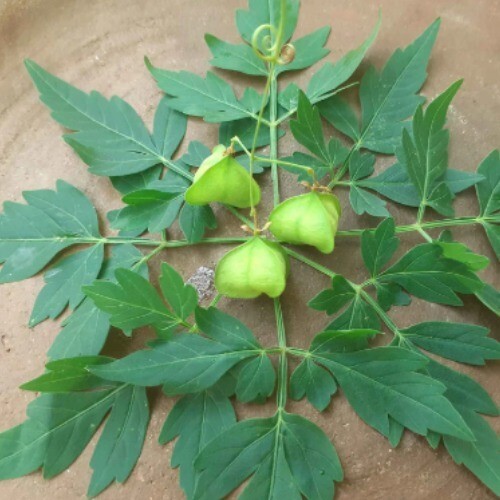 Puff Dried Leaves Cardiospermum Halicacabum dry Ceylon leaf 25g | eBay