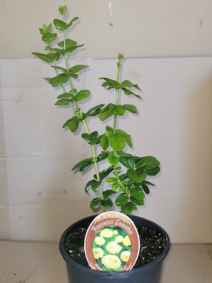 Emperor Jasmine Plant In 200mm Pot | eBay Australia