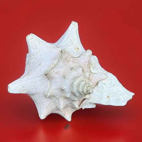 Large Queen Horned Conch Natural Shell Seashell Nautical Sea Decor I | eBay