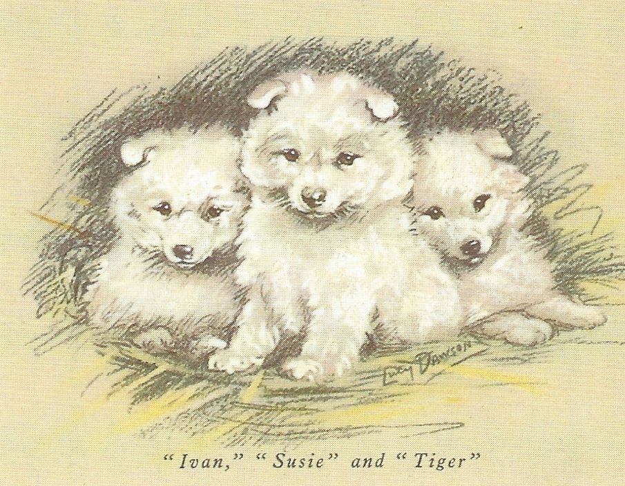 Samoyed Puppy - CUSTOM MATTED - Dog Art Print - Lucy Dawson 5 x 7 | eBay