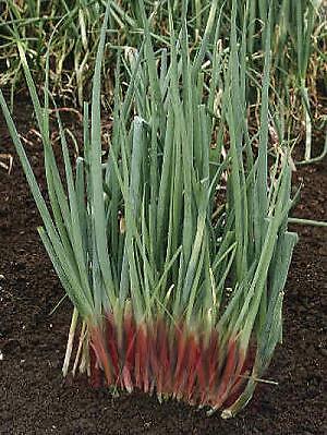 Chives Welsh Onion Red 1,000 seeds | eBay