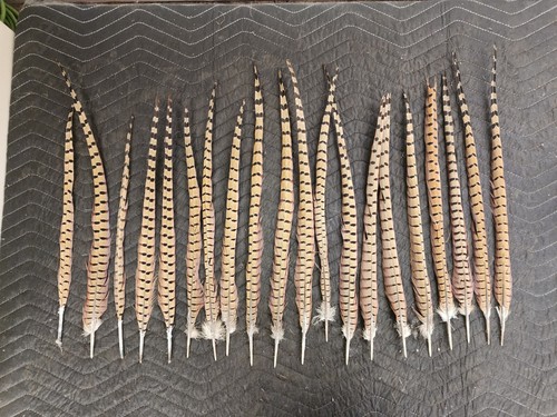English Ringneck PHEASANT Main Tail Natural Feathers 20 Pcs MANY SIZES ...