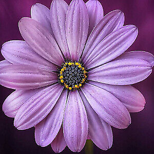 Just So Daisy | eBay Stores