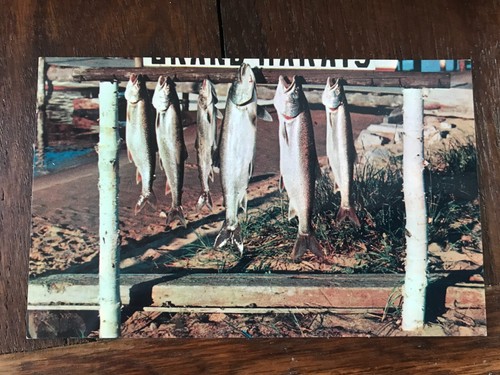 A Catch of Lake Trout in Michigan Postcard Fish Fishing Theme | eBay