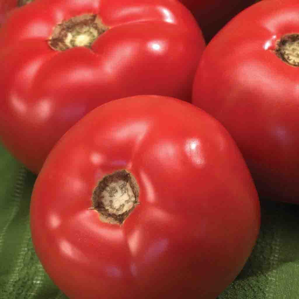 Beefmaster Tomato Seeds, Beefmaster Hybrid Tomatoes, NON-GMO, 30 Seed ...