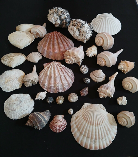 Large Seashell Collection, 5 pounds authentic shells from a variety of ...