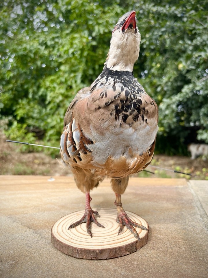 Taxidermy Red Legged Partridge French Partridge Game Bird Wood Mount ...