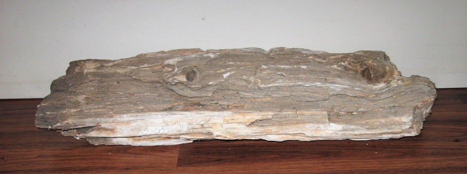 GORGEOUS 60lb PETRIFIED WOOD LOG, MINERAL, ROCK ANTIQUE | eBay