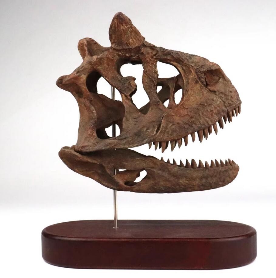 Carnotaurus Dinosaur Skull Model Statue Painted Model Animal Display | eBay