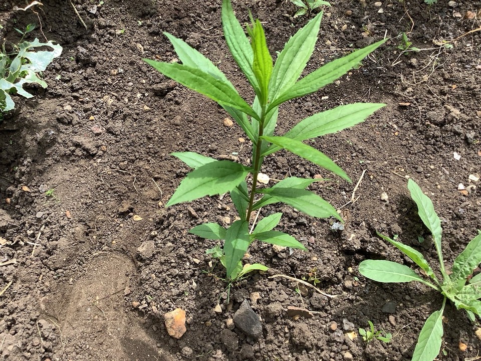 9 Golden Rod Plants. Dug from my own garden. Posted bare root | eBay UK