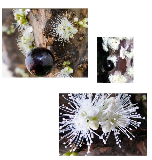 Flowering Jaboticaba Bonsai Tree 20"H Flowering Indoor Eugenia ...