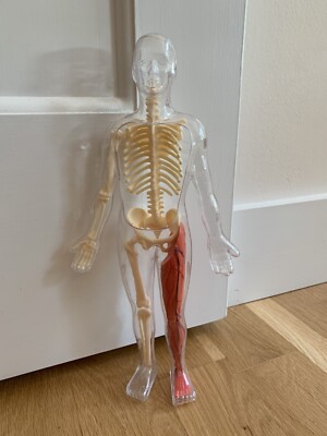 RARE The Human Body Anatomy Model Figure Muscle Bones Tendons | eBay