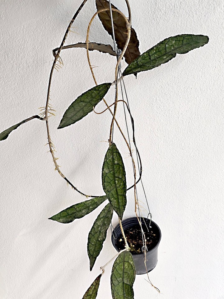 Hoya clemensiorum sp kermiri [n26j001] 1 pot, 1 plant, 20-22 inches ...