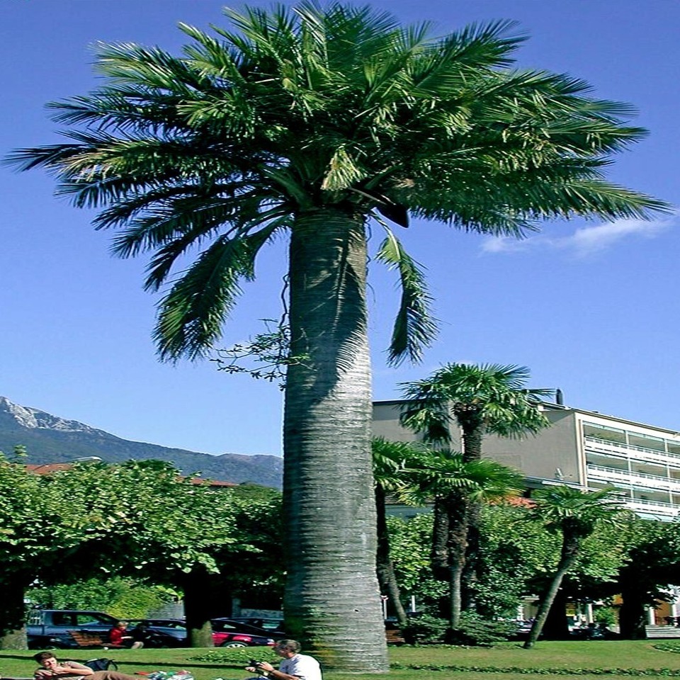 Jubaea Palm Tree