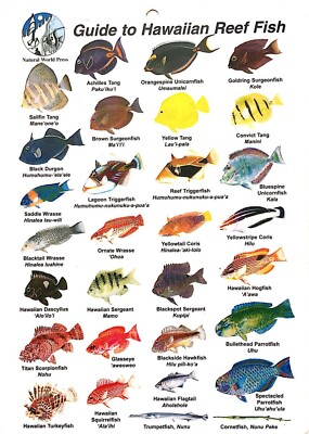 Guide To Hawaiian Reef Fish - Fish ID Card | eBay Australia