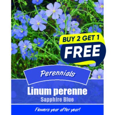Flower Seeds Linum Perenne Sapphire Blue- 520 Seeds Garden Plant Seed ...