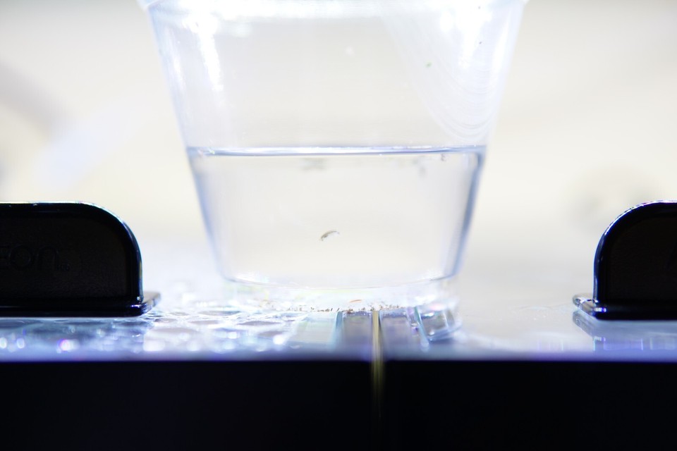 Live Freshwater Gammarus Shrimp, Freshwater Scuds, Live Fish Food ...