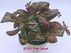 Episcia "FLO Charm Potiont", gesnerien, Flame violet, young plant | eBay