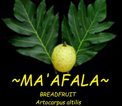 ~MA'AFALA~ BREADFRUIT Artocarpus Seedless Ancient HAWAIIAN 2-3+ft potd ...