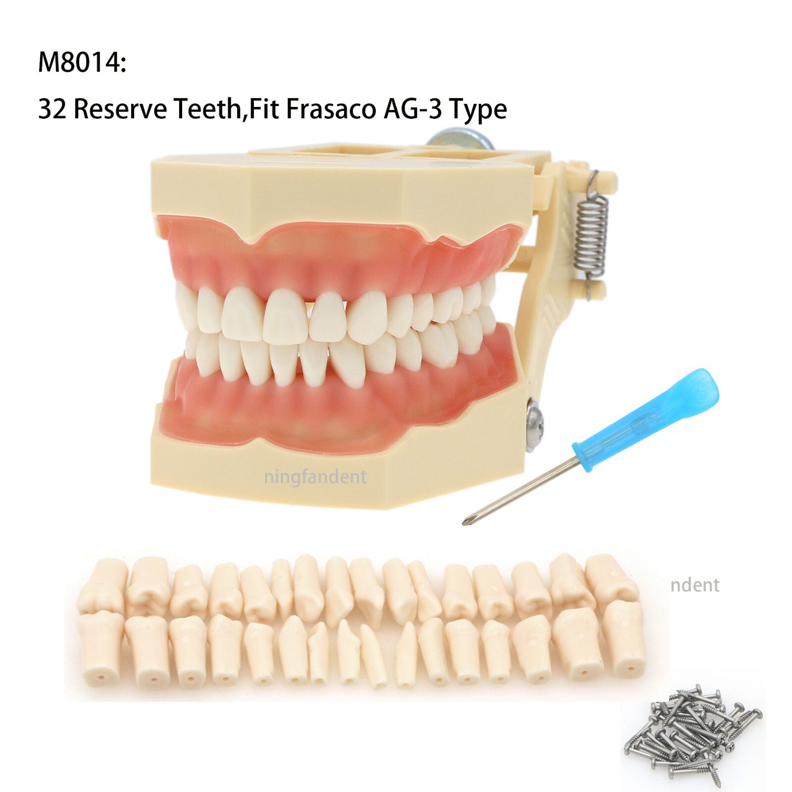 Dental Frasaco AG3 Type Typodont Model With 32PCS Removable Teeth-M8014 ...