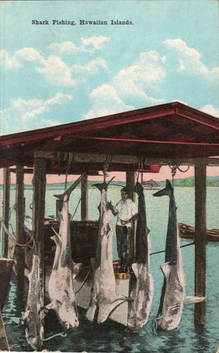 Shark Fishing Hawaiian Islands Antique Postcard HI Sharks Hanging ...