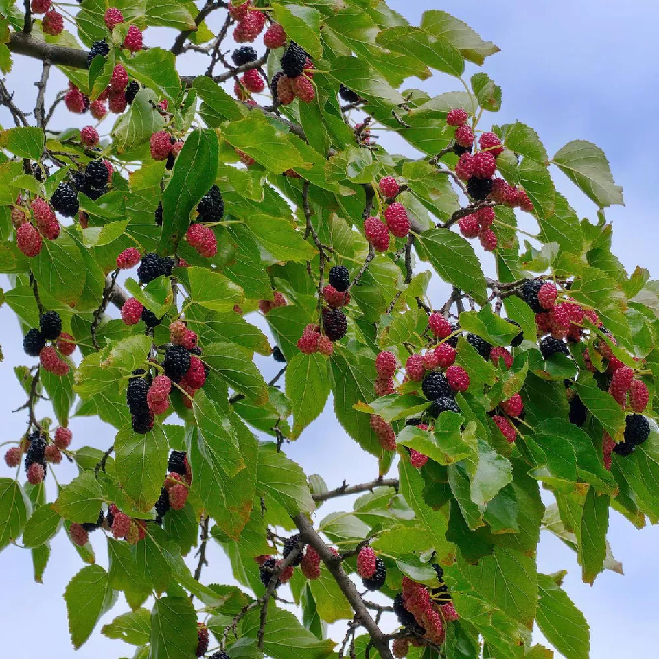 3 Dwarf Everbearing Mulberry Tree - Morus - Starter Plug | eBay