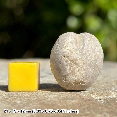 Heteraster echinoid fossil – authentic cretaceous sea urchin from texas ...