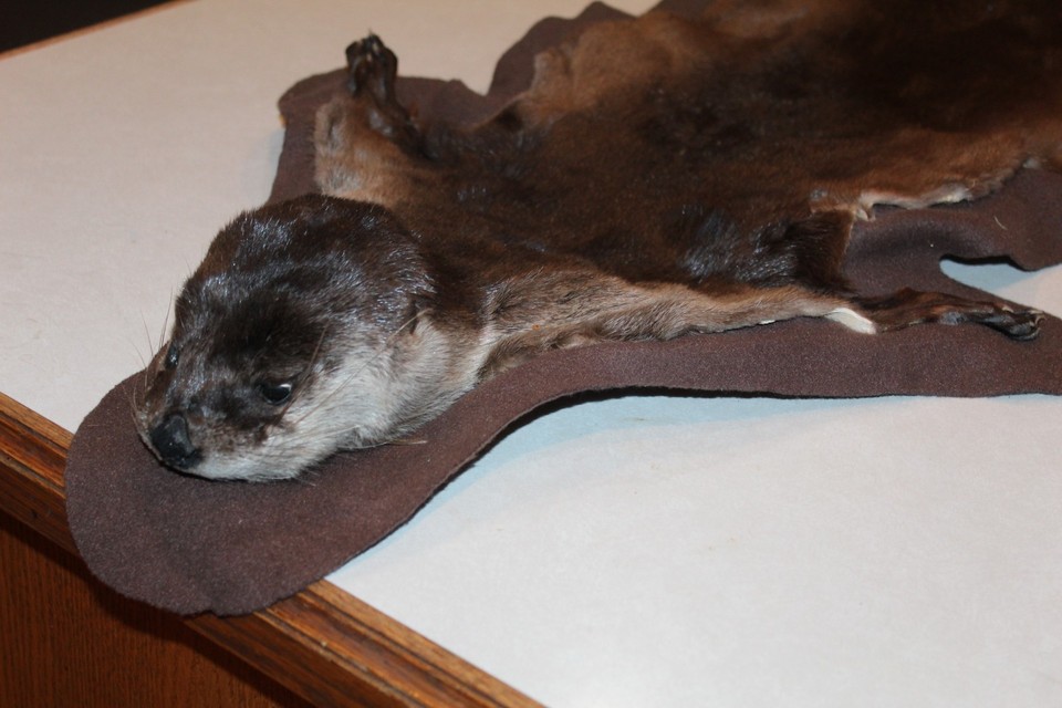 New Otter Mount Rug Tanned Leather Taxidermy Fur Hide Pelt | eBay
