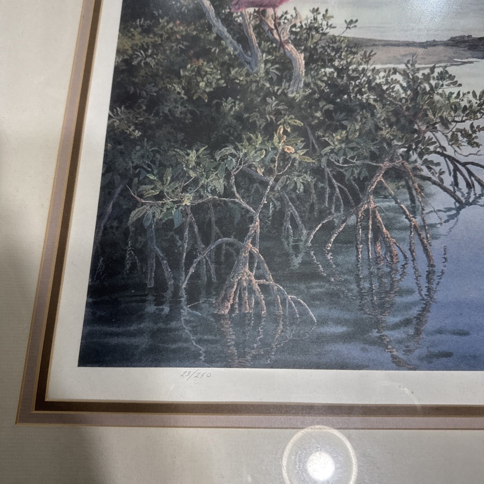 PHIL CAPEN ROSEATE SPOONBILL EVERGLADES NATIONAL PARK , Framed 23/250 ...